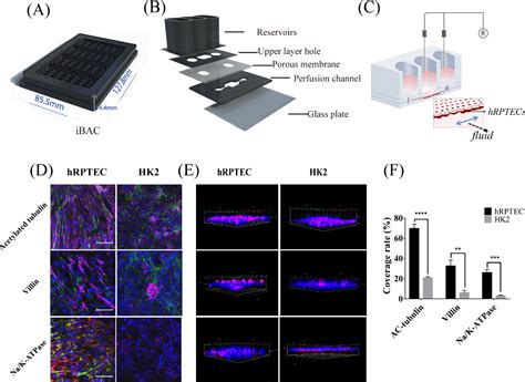 Figure 1 From Functional Evaluation And Nephrotoxicity Assessment Of