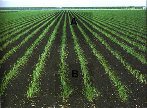 Texture Density Variation In An Image As Cue Of Three Dimensional Download Scientific Diagram
