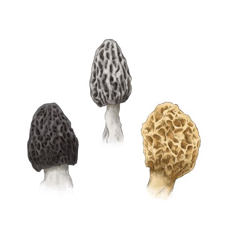 Morel Mushrooms