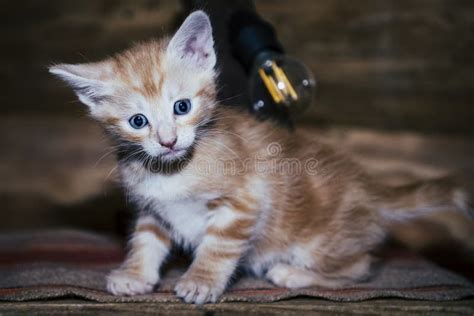 Cute Ginger Tabby Kitten With Blue Eyes At Home Stock Illustration Illustration Of Curious