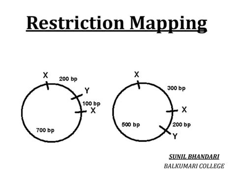 Plasmid Restriction Enzyme Maps