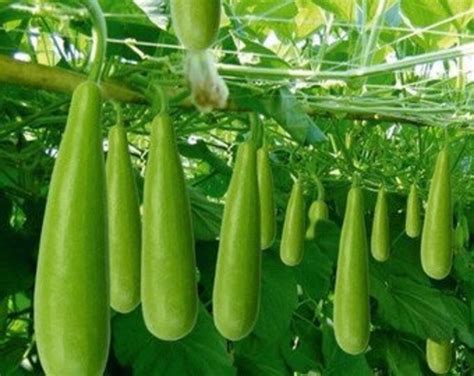 Bottle Gourd 30 Seeds Gourd Seeds Nam Tao Ngam India Etsy