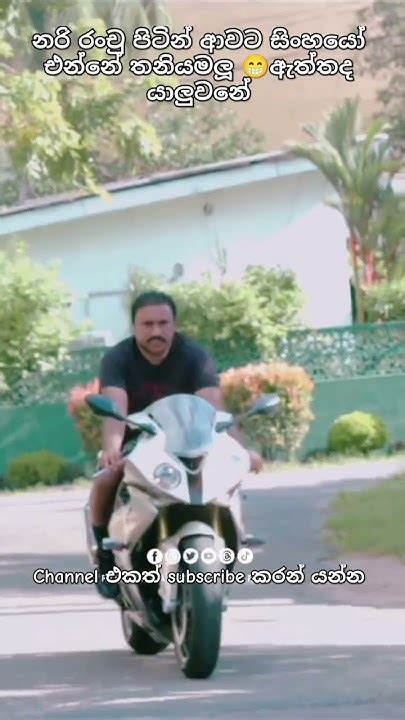 නරි රංචු පිටින් ආවට සිංහයෝ එන්නේ තනියමලූ 😁ඇත්තද යාලුවනේ Travelwithniro Youtube