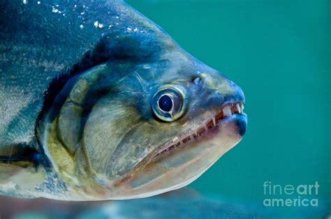 Payara Photograph By Mark Newman