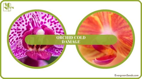 Orchid Cold Damage How To Revive The Frozen Plants Easily Evergreen