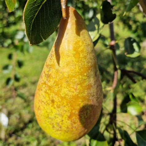 Pear Jargonelle Buy Online From Rv Roger