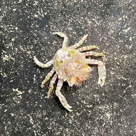 Pitho Crab