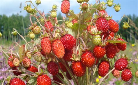 Download Food Strawberry Hd Wallpaper