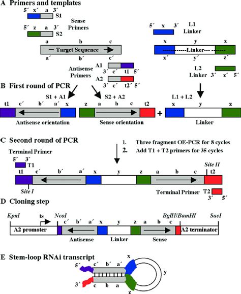 Flow Chart Showing The Ir Pcr Procedure Used To Make Rnai Constructs