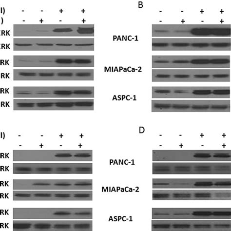 Egf Mediated Erk Phosphorylation Is Blocked By Specific Inhibitors Of