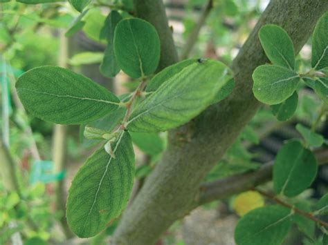 Salix Caprea Goat Willow Thorpe Trees