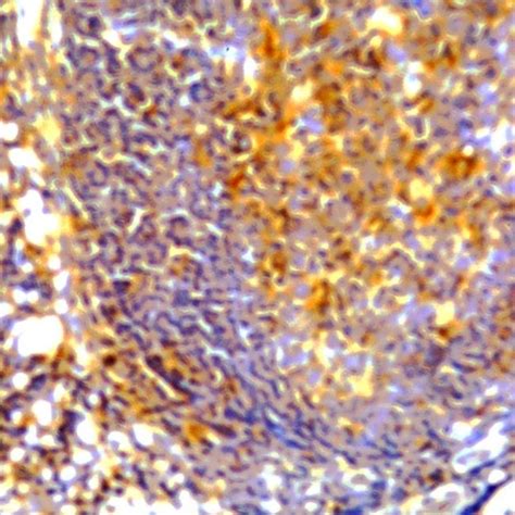 Pd L1 Monoclonal Antibody 3d10 Abbomax 100 μg Unconjugated