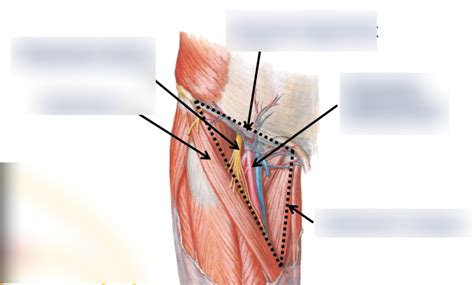 The Femoral Triangle Diagram Quizlet