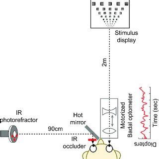 The Experimental Set Up Subjects Performed The Visual Acuity Task With Download Scientific