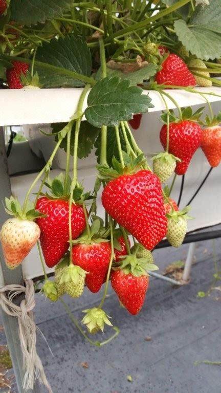 Jagoda Mjesečarka Murano Fragaria Planta