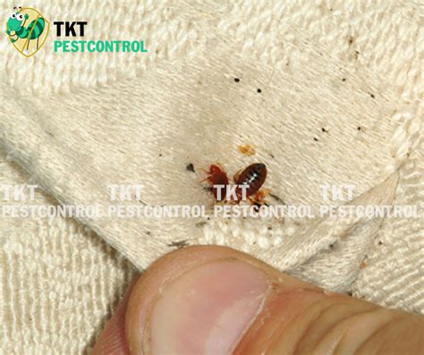 7 Cách Trị Rệp Giường An Toàn Và Nhanh Chóng Tkt Pest Control