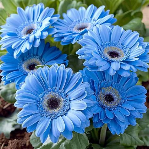 Blue Gerber Daisy Blue Gerbera Daisy Images Free Download On Freepik