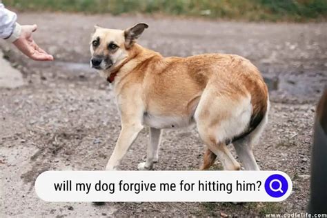 Will My Dog Forgive Me For Hitting Him Harsh Truth Oodle Life