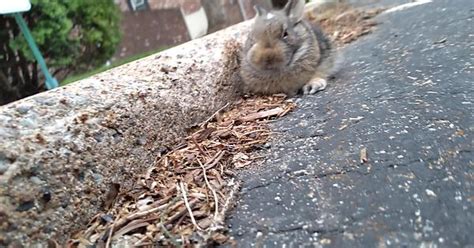 Rabbit Imgur