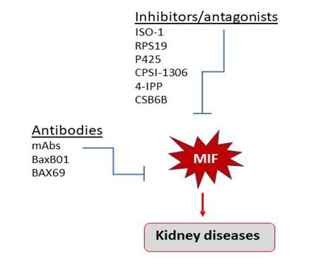Macrophage Migration Inhibitory Factor MIF As A Stress Molecule In Renal Inflammation