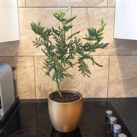 Amanda Sleeth On Twitter Look At What I Just Received Plants 4 Presents Plants For