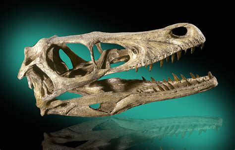 Velociraptor Skull My Xxx Hot Girl