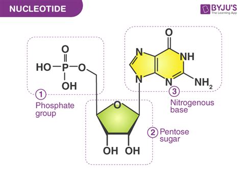 Simple Nucleotide Structure