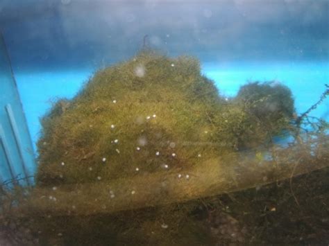 Neon Tetra Eggs 101 The What When And How Aquanswers