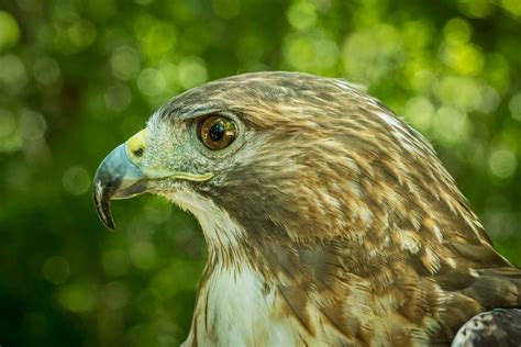 Hawks The Hunting Methods Used By Hawks Could Help Design New Drones