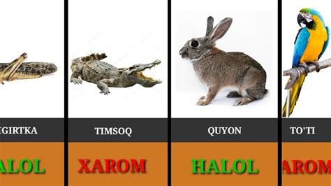 В исламе мясо - это халяль и харам /Islomda goʻshti halol va xarom ...