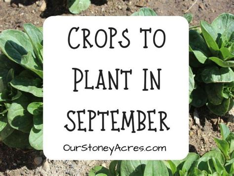 Vegetables To Plant In The Fall Our Stoney Acres Fall Plants Fall