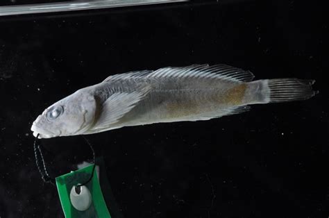 Whos Who Using Identification Tools To Tell Freshwater Sculpin Apart