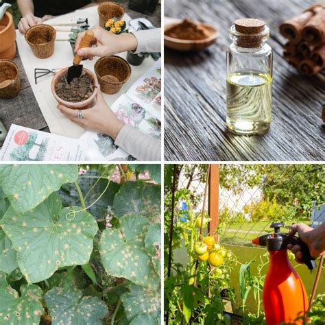 How To Use Cinnamon For Plants Uses And Benefits Gardensall