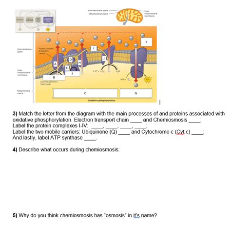 Mitochondrial Intermembrane Space