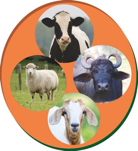 Poultry And Cattle Powders Panchajanya Panchajanya Group