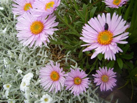 Альпийская ромашка фото: Альпийская ромашка - TheFlowers