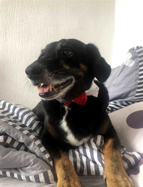 Pies Do Adopcji Guli Nidzica OLX Pl