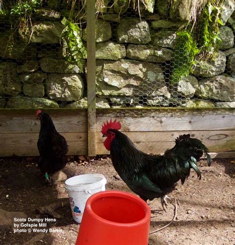 Scots Dumpy Hen Scottish Food Guide