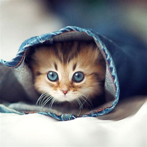 Account Suspended Beautiful Kittens Cute Animals Kittens Cutest