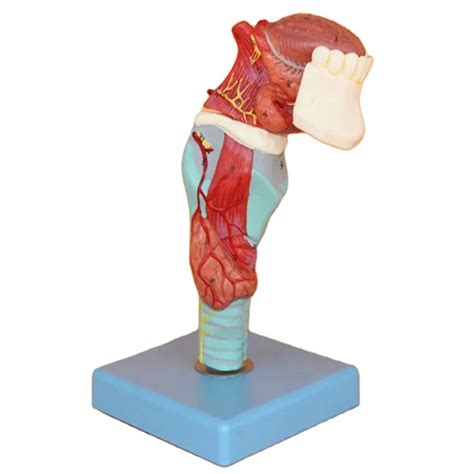 Larynx Anatomy Model With Tongue And Teeth Advanced Throat Anatomical