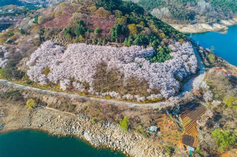 旅天下推日、韓賞櫻景點5選 櫻花、油菜花一次滿足 櫻花早鳥預購1／31前報名每人折2000元 夢想誌