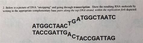 Solved Below Is A Picture Of DNA Unzipping And Going Chegg