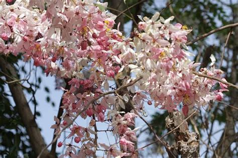 ต้นกัลปพฤกษ์หรือต้นยอดขาว🌷🌷🌷 ขนาดลำต้น5”นิ้วความสูง4เมตร ราคา4500บ มีจำนวน20ต้น สนใจสอบถามได้