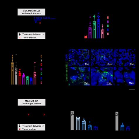 Robust Tumor Accumulation And Tumor Gene Silencing Using Si Download Scientific Diagram