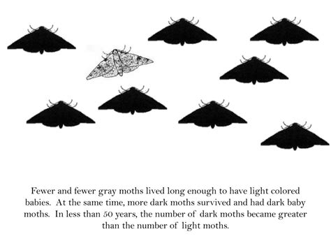Ppt The Story Of The Peppered Moth Powerpoint Presentation Free