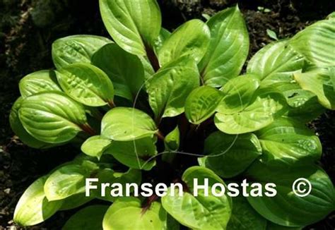 Hosta Lemon Snap Fransen Hostas
