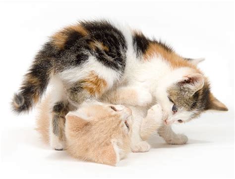 60点を超えるcatfightのストックフォト、写真、そしてロイヤリティフリーの画像 Istock