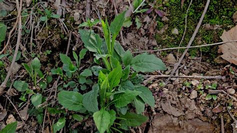향긋하고 맛있다~피가 맑아지며 당뇨병 췌장암 염증 비염등 알레르기 질환을 다스린다 Youtube