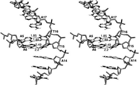 Crystal Structure Of A Dna Decamer Containing A Cis Syn Thymine Dimer