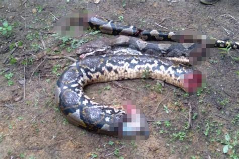 Nan Eaten Alive By 22ft Snake In Agonising Ordeal Lasting At Least Two